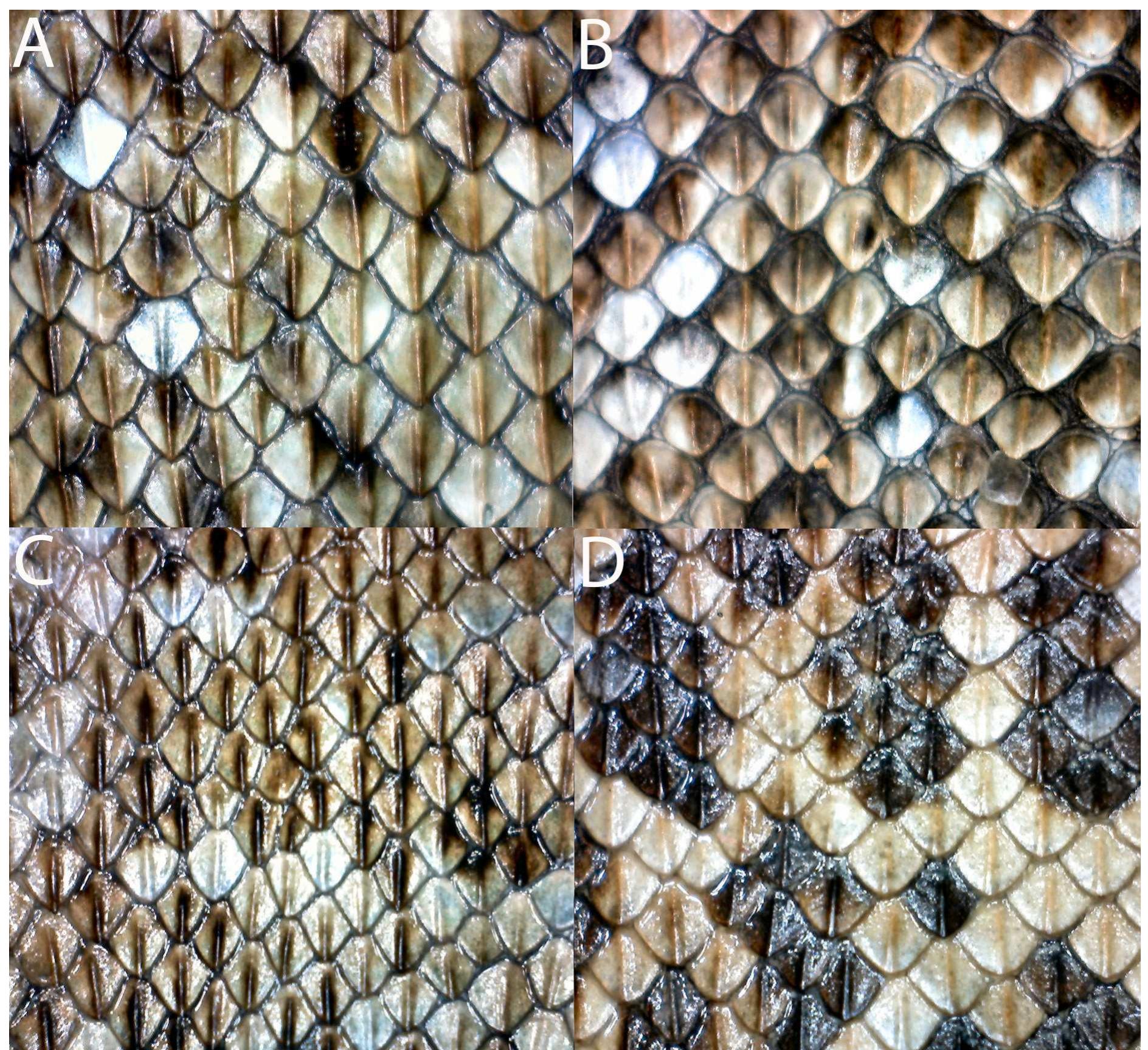 Comparison of the dorsal scales on some species of the