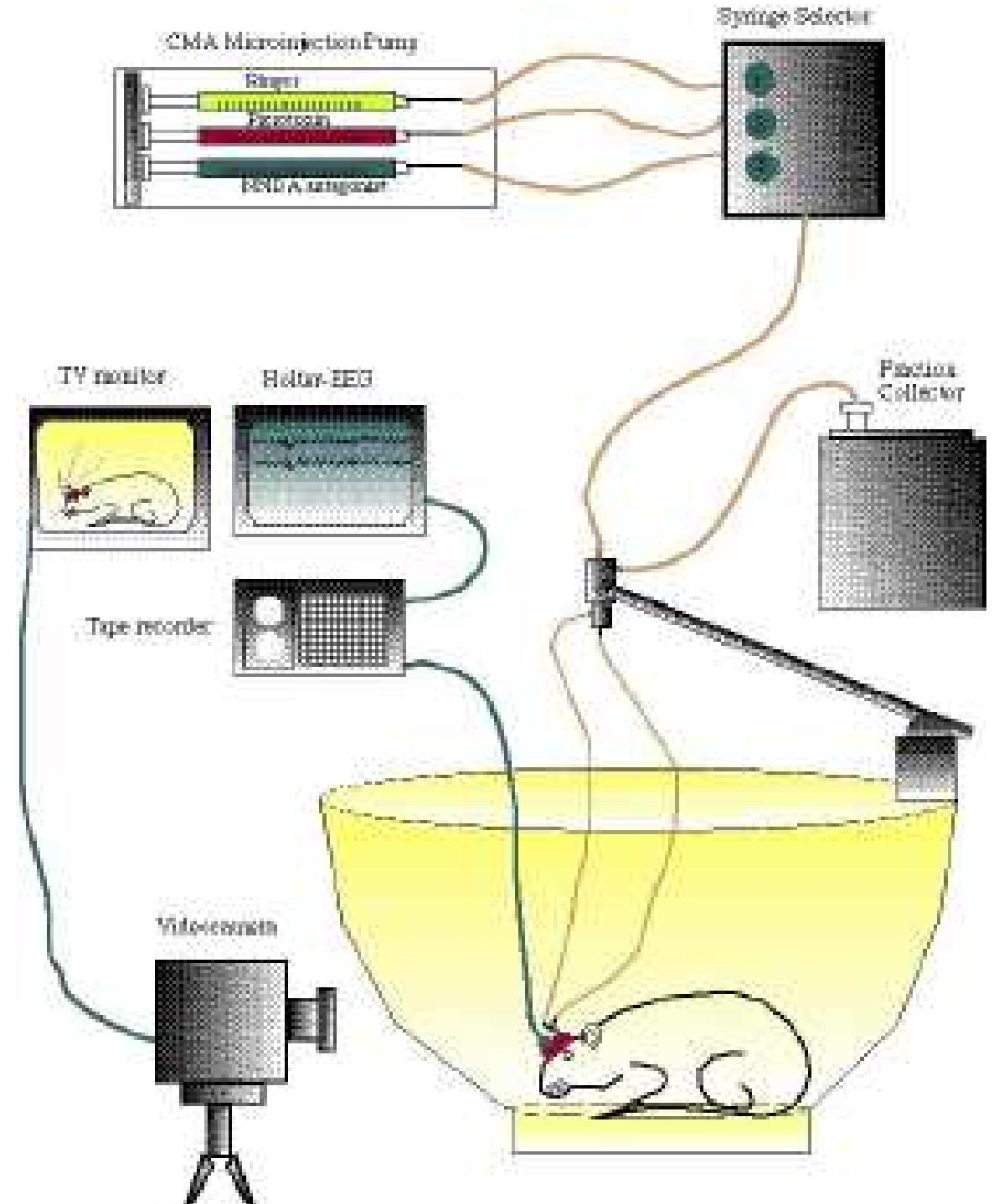 Schematic diagram showing the microdialysis and recording