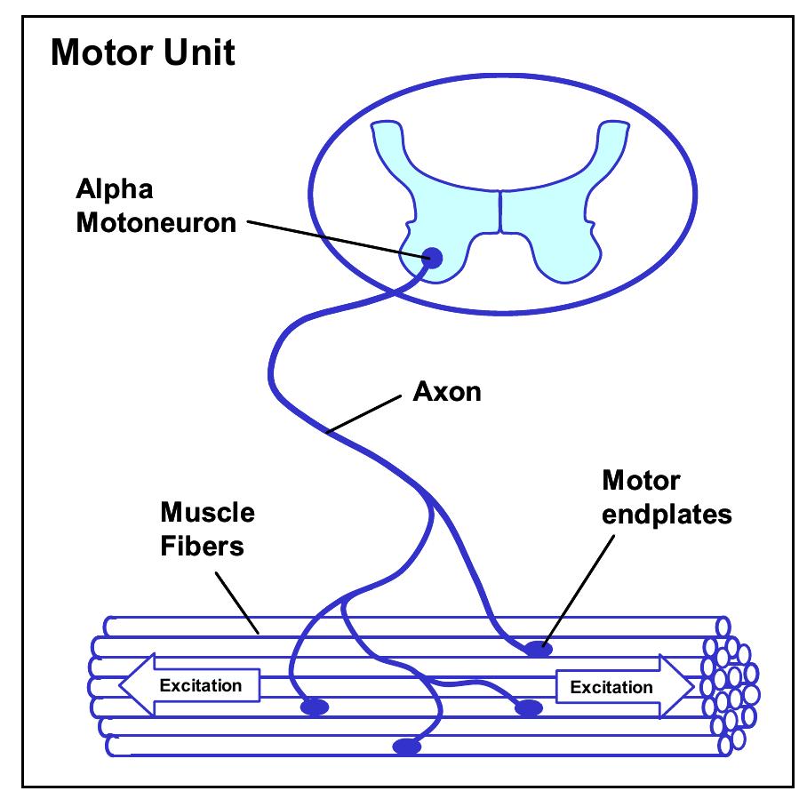 (PDF) ABC of EMG