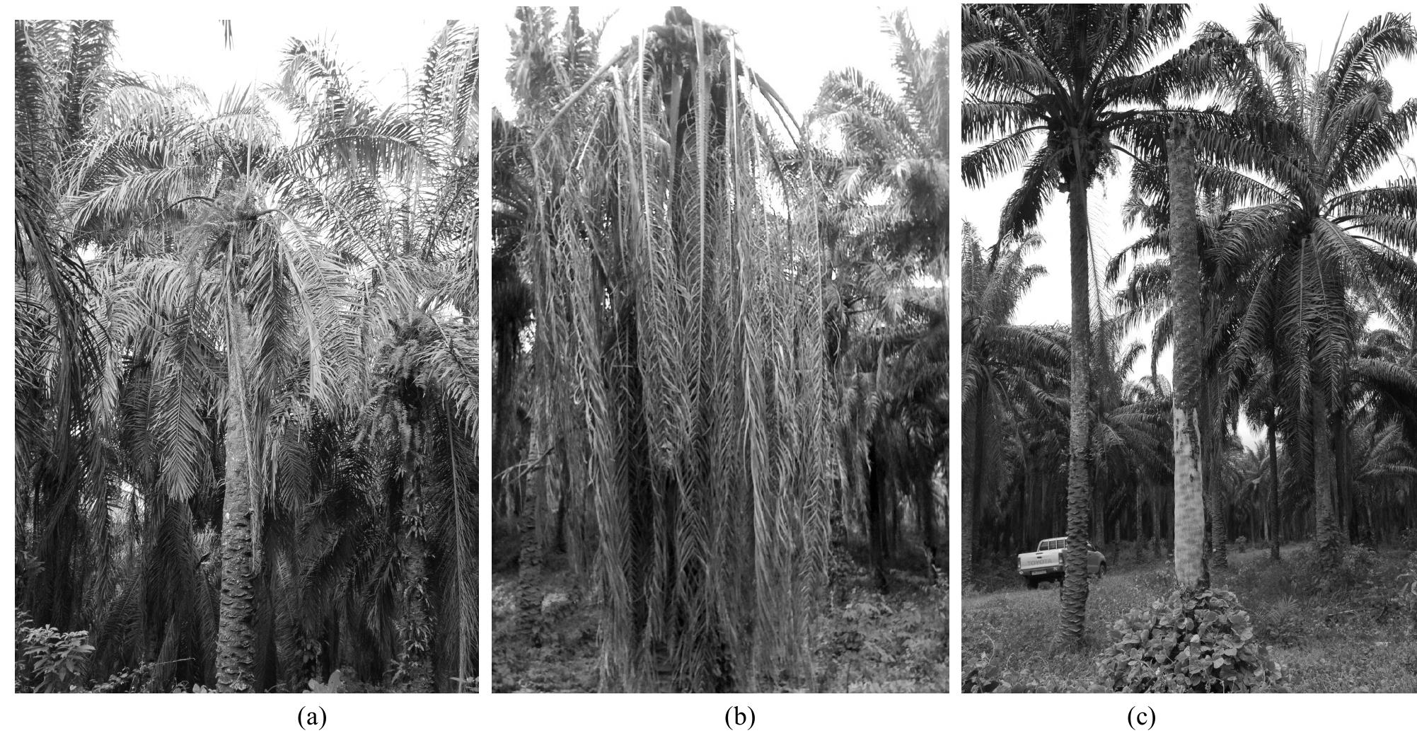 Fusarium wilt symptoms in ghanaian oil palm plantation: (a)