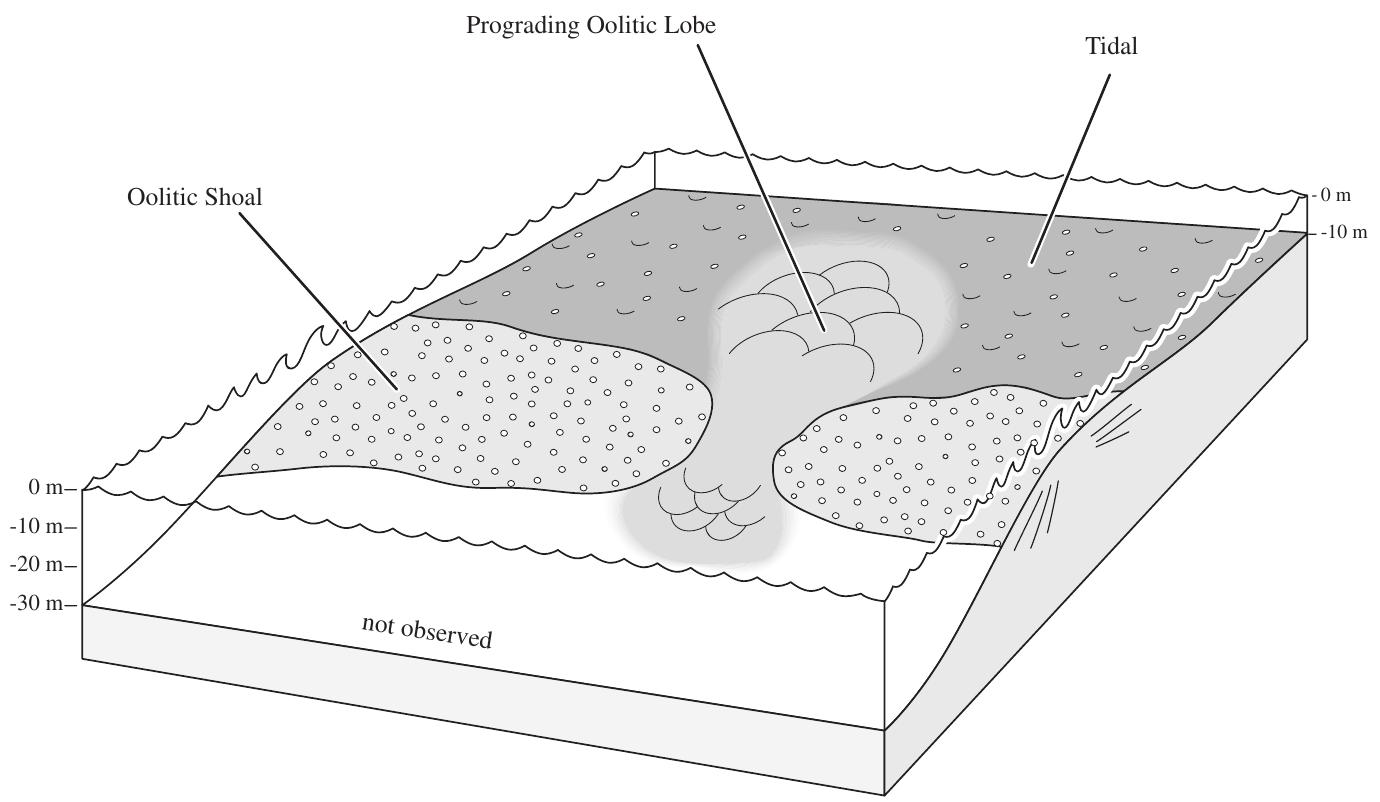 Sedimentary model and sub-facies distribution in the oolithe