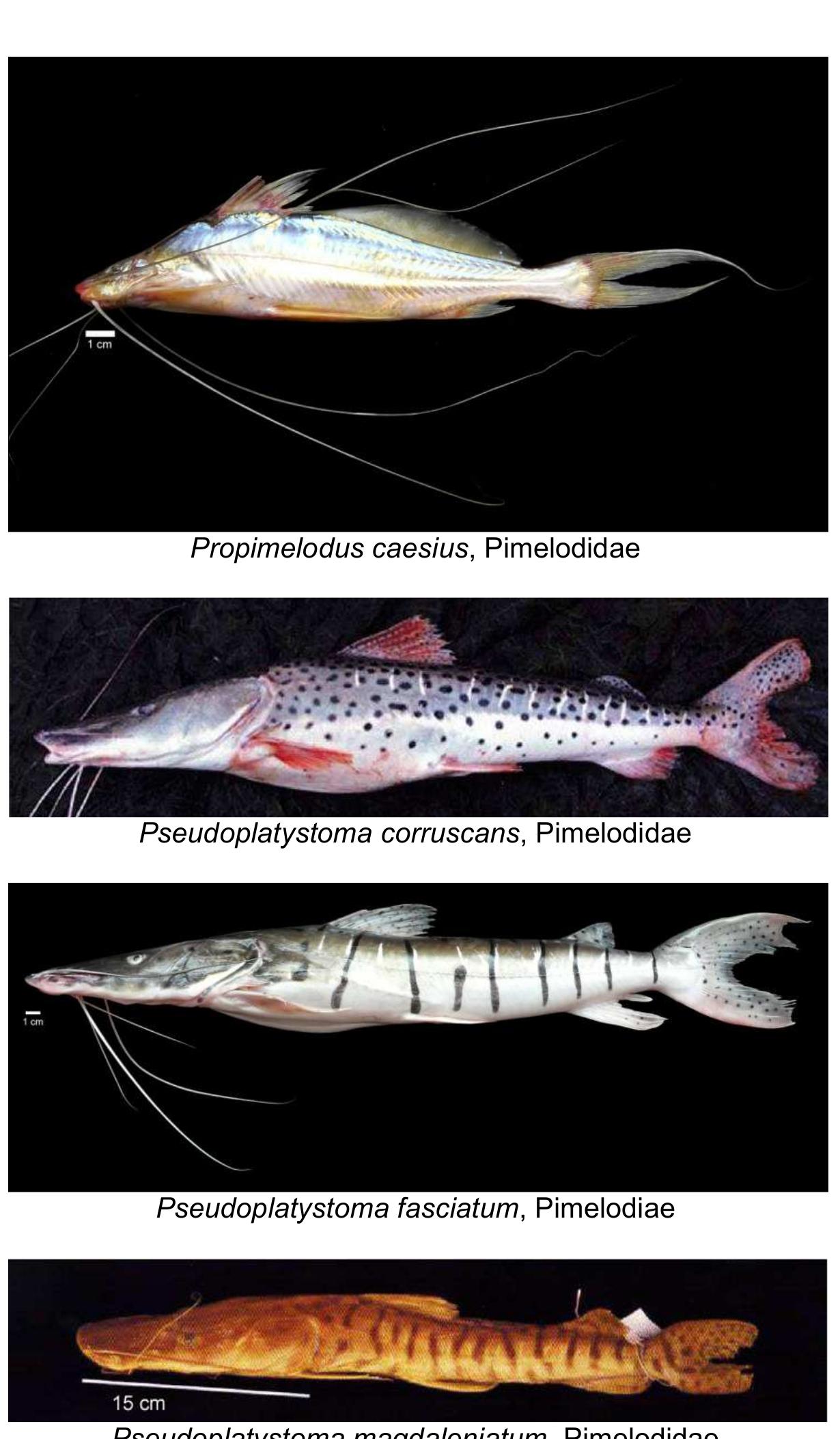 Figure 67 - Phylogeny and population genetics of the fish