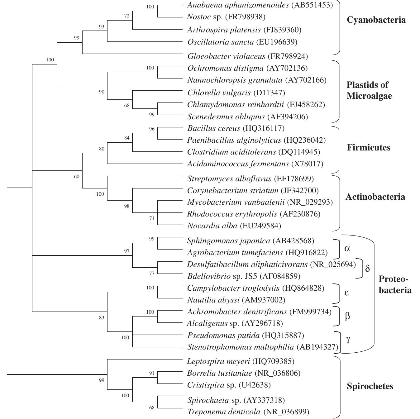 Phylogenetic tree showing evolutionary relationships among