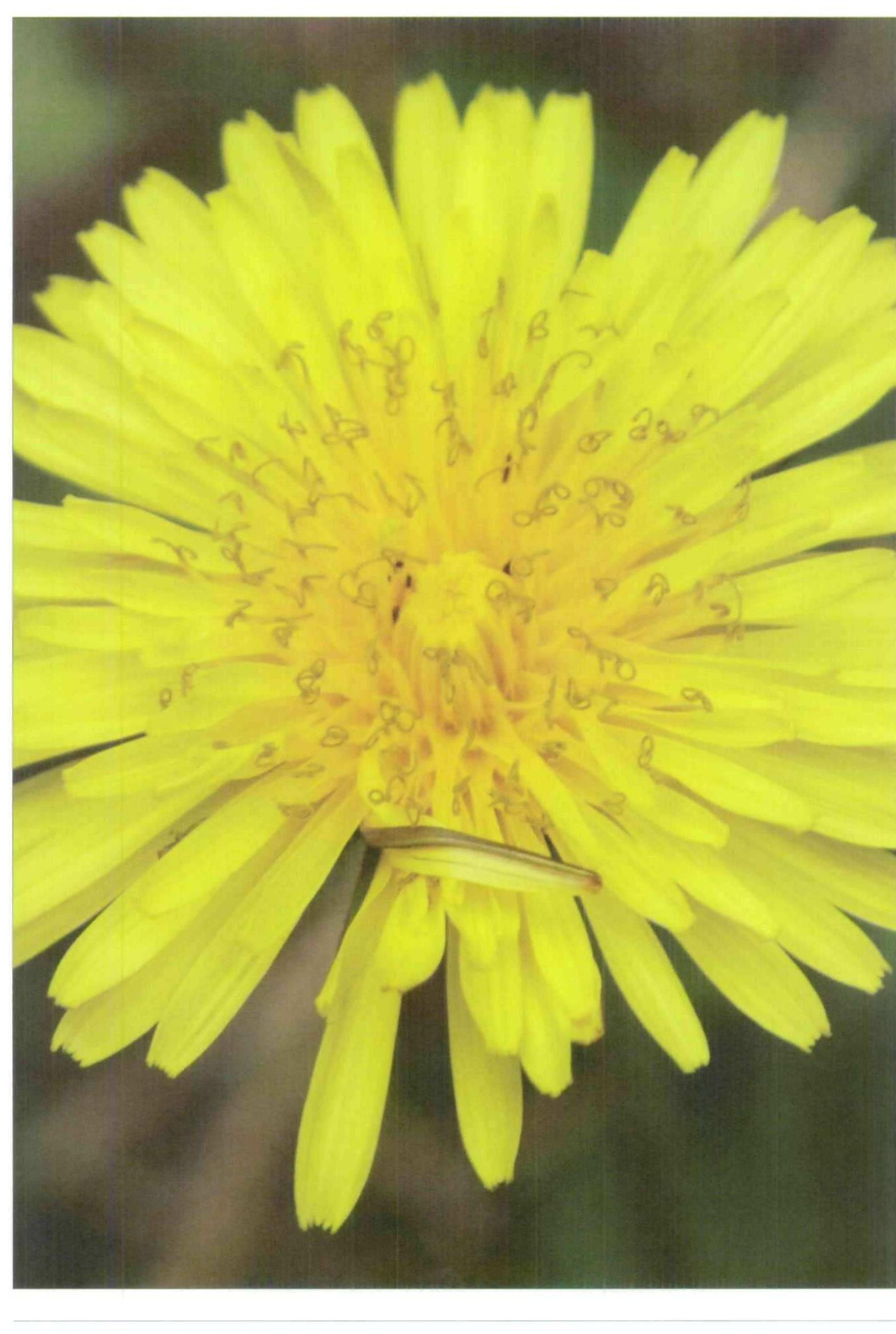 (PDF) Dandelion (Taraxacum officinale and T. mongolicum)