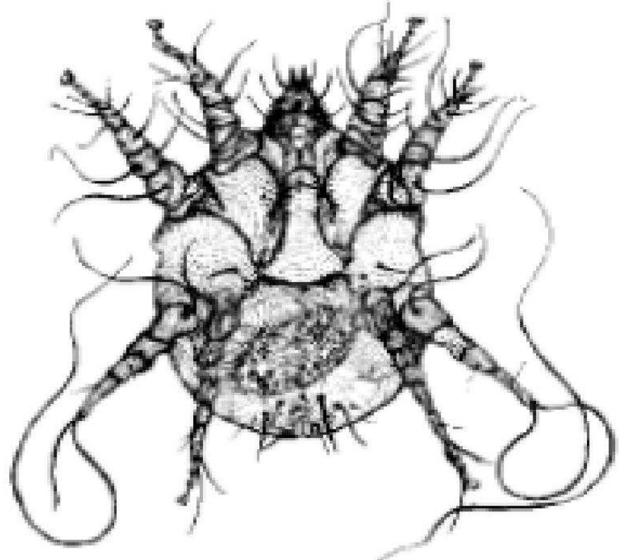 Ventral view of female psoroptes mite. source: urquhart et