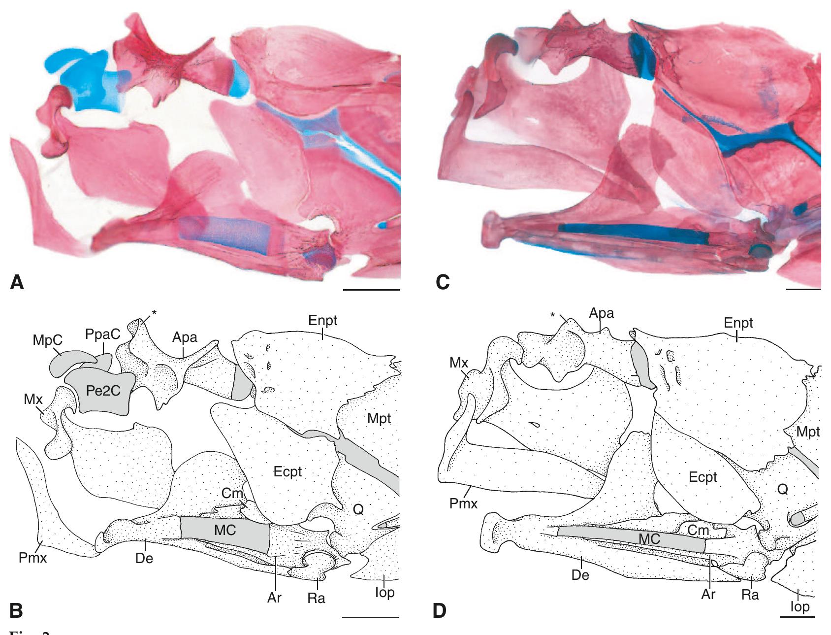 “oe photograph and line drawing of the upper and lower jaws