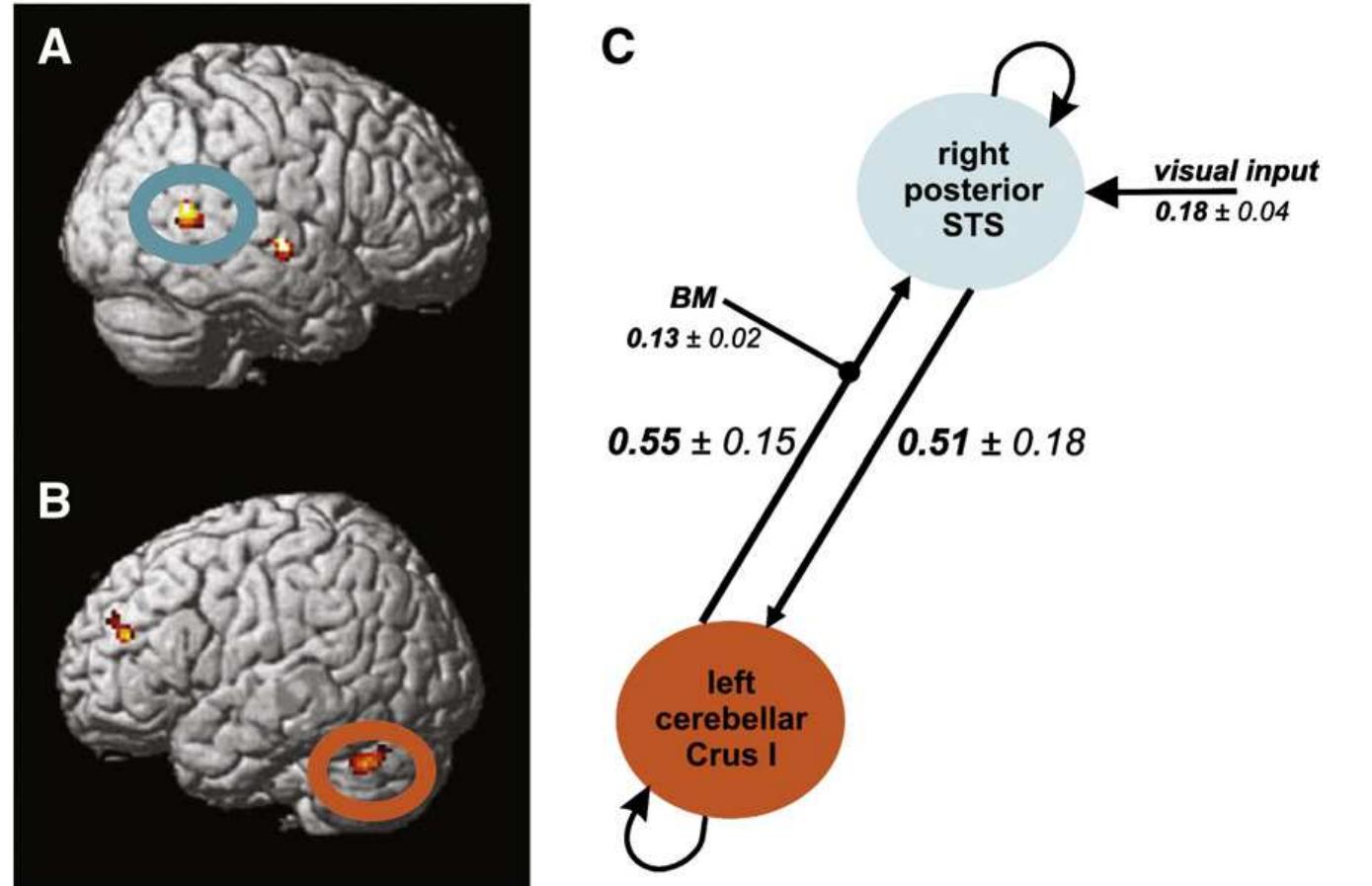 Cerebro-cerebellar connectivity during observation of human