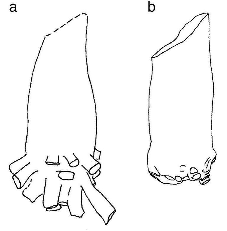 A. line drawing of specimen (b) showing the organization of