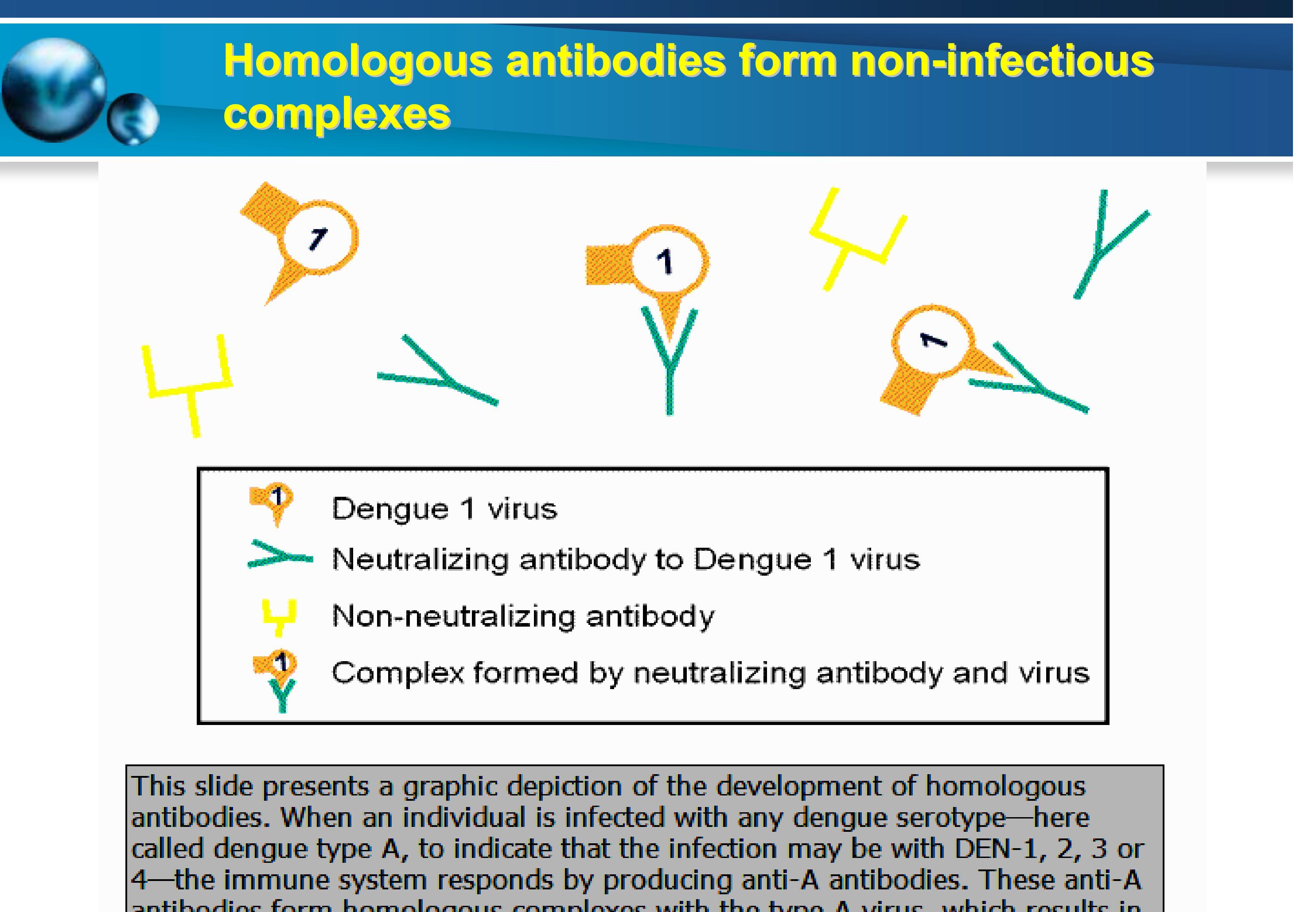 Figure 5 - Pathogenesis and pathophysiology of Dengue