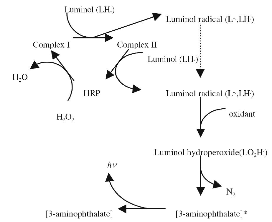 A schematic representation of the reactions between luminol