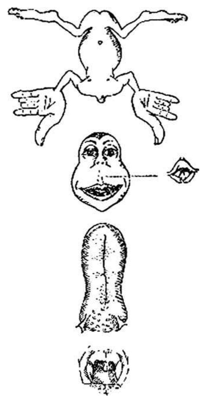 1. an illustration of a cortical homunculus. (reproduced