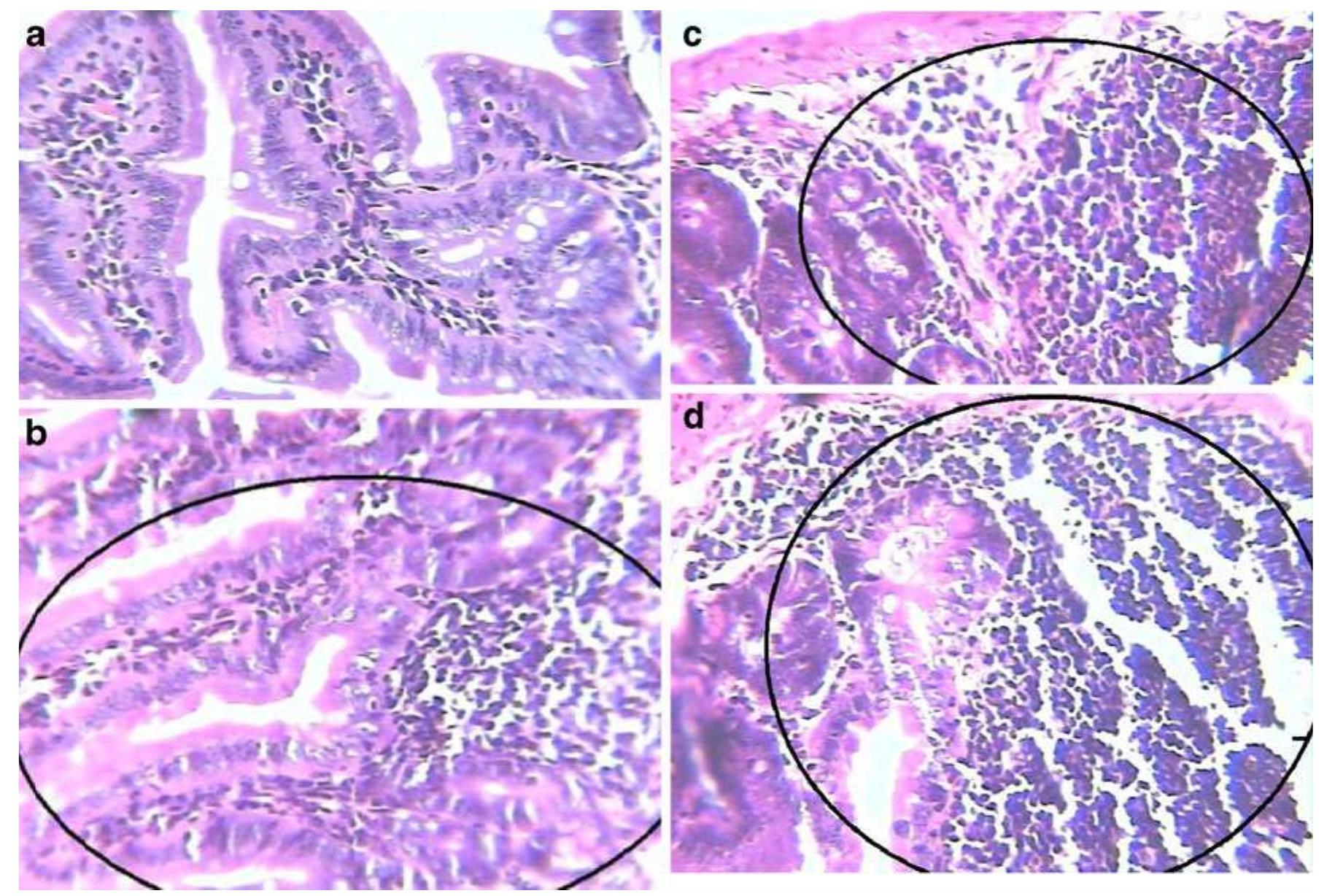 A photomicrograph of the small intestine of mouse adminis-