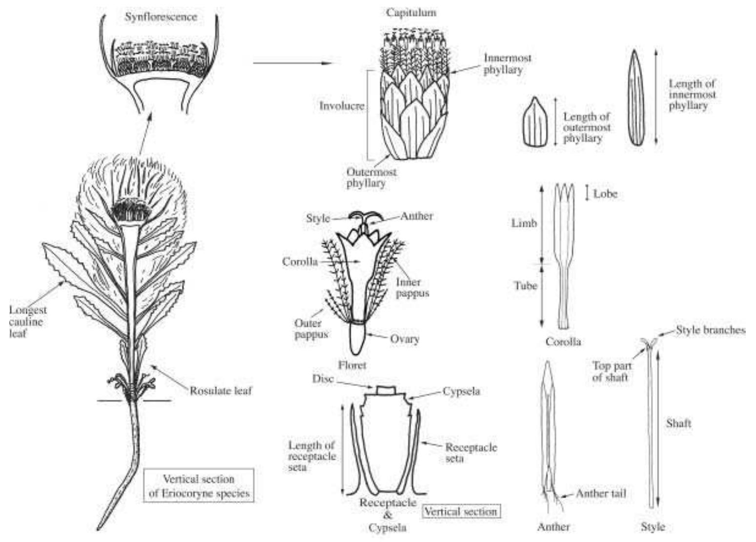 Diagram of eriocoryne species, and observed and measured