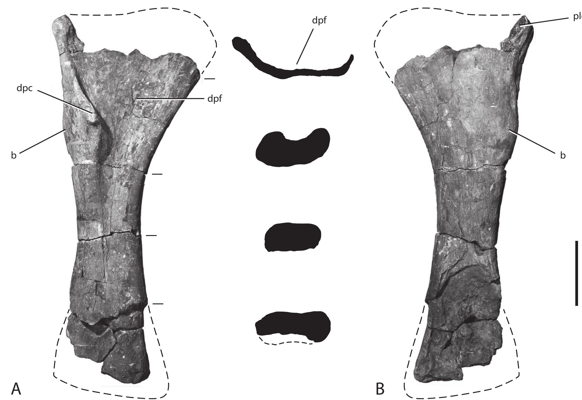 jainosaurus septentrionalis, \ectotypic right humerus (gsi