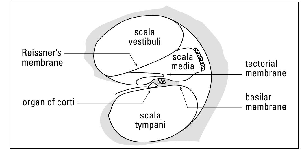 A cross-section of the human cochlea showing the scala
