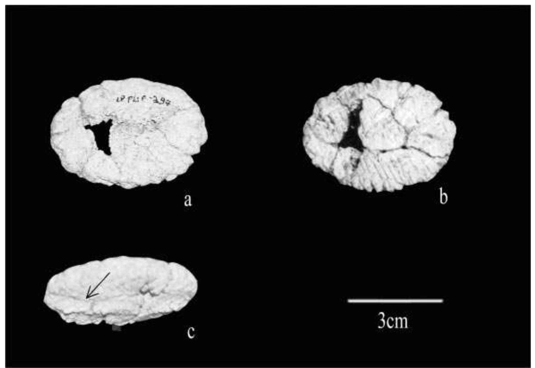 Titanosaur osteoderm, cpp-297, (a) in dorsal, (b) ventral,
