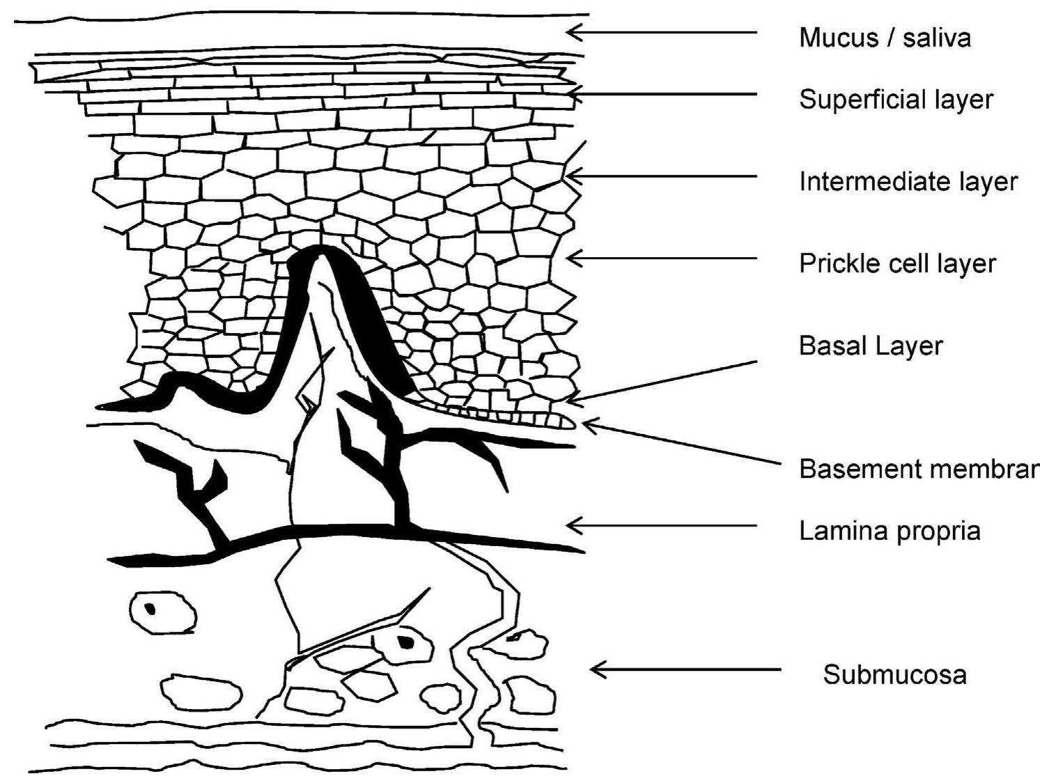 Structure of buccal mucosa (adapted from harris and