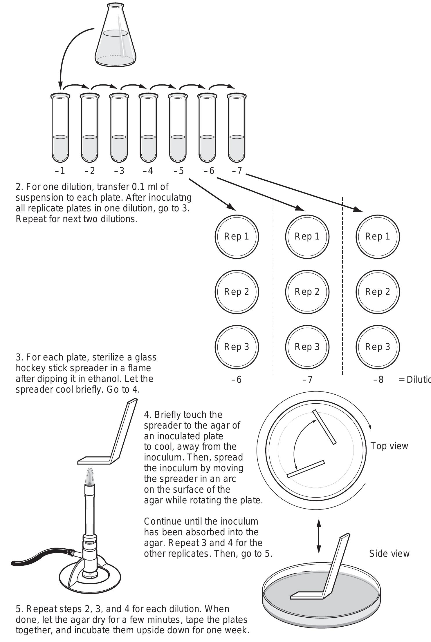-3 schematic showing the procedure for counts of e. coli.