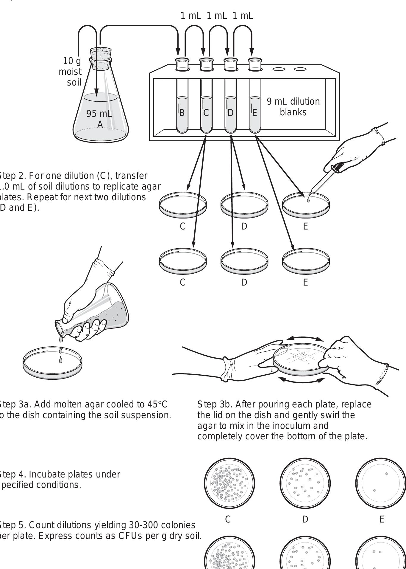 -2 schematic showing the procedure for culturable