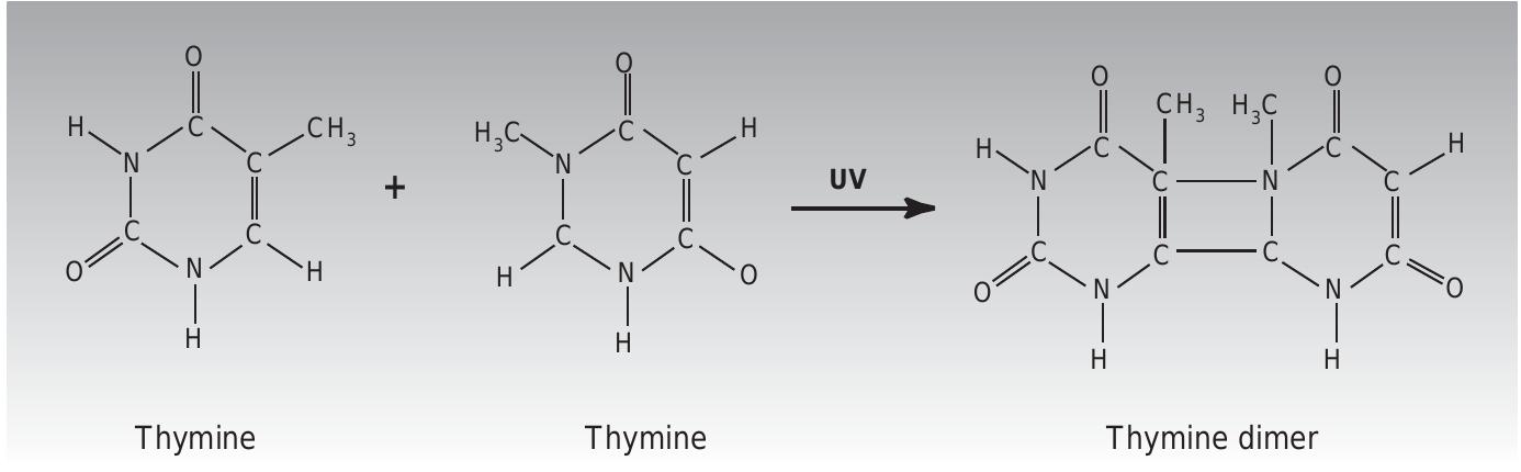 -2 formation of thymine dimers in the dna of irradiated