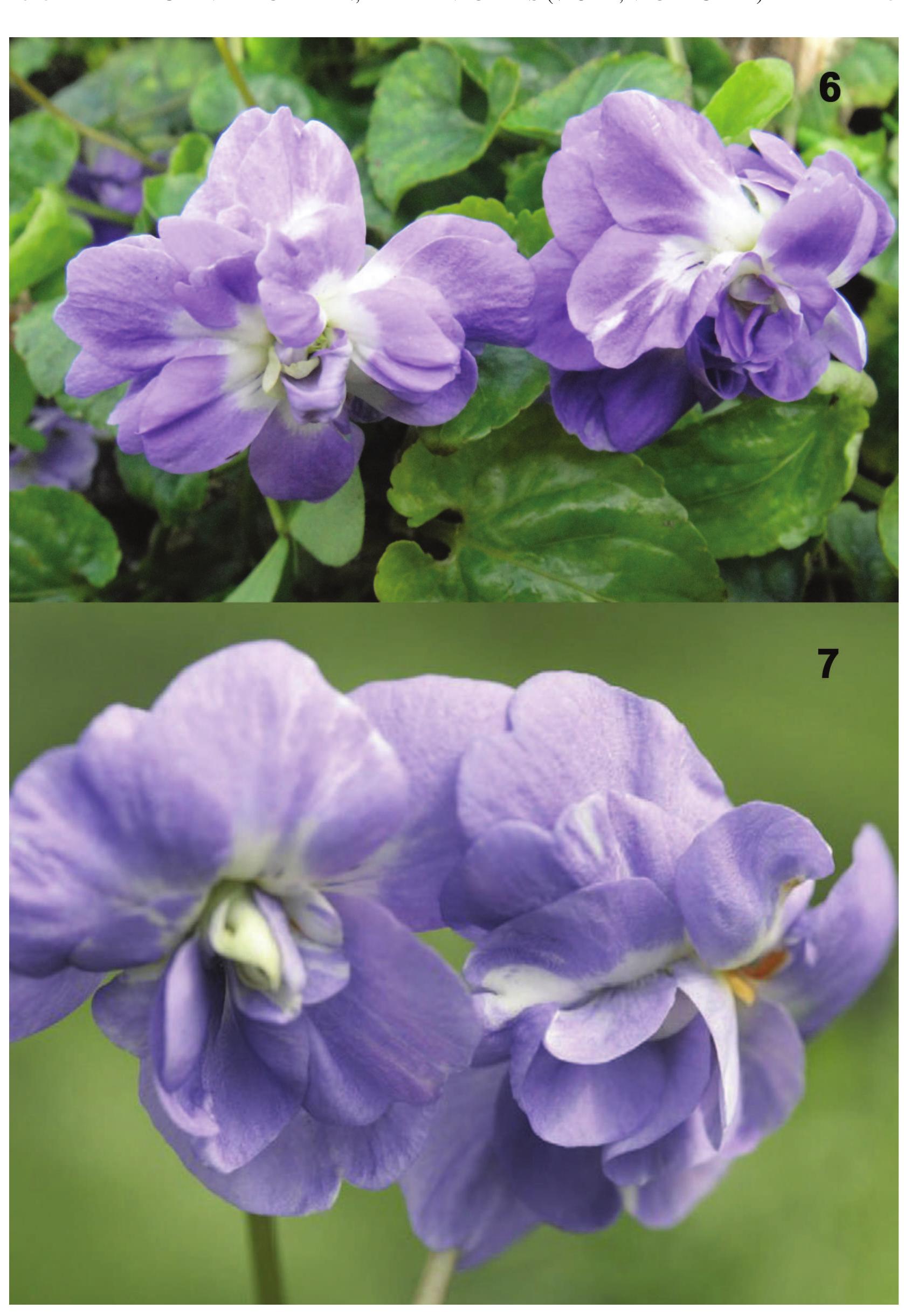 (PDF) History and Cultivation of Parma Violets (Viola, Violaceae) in ...