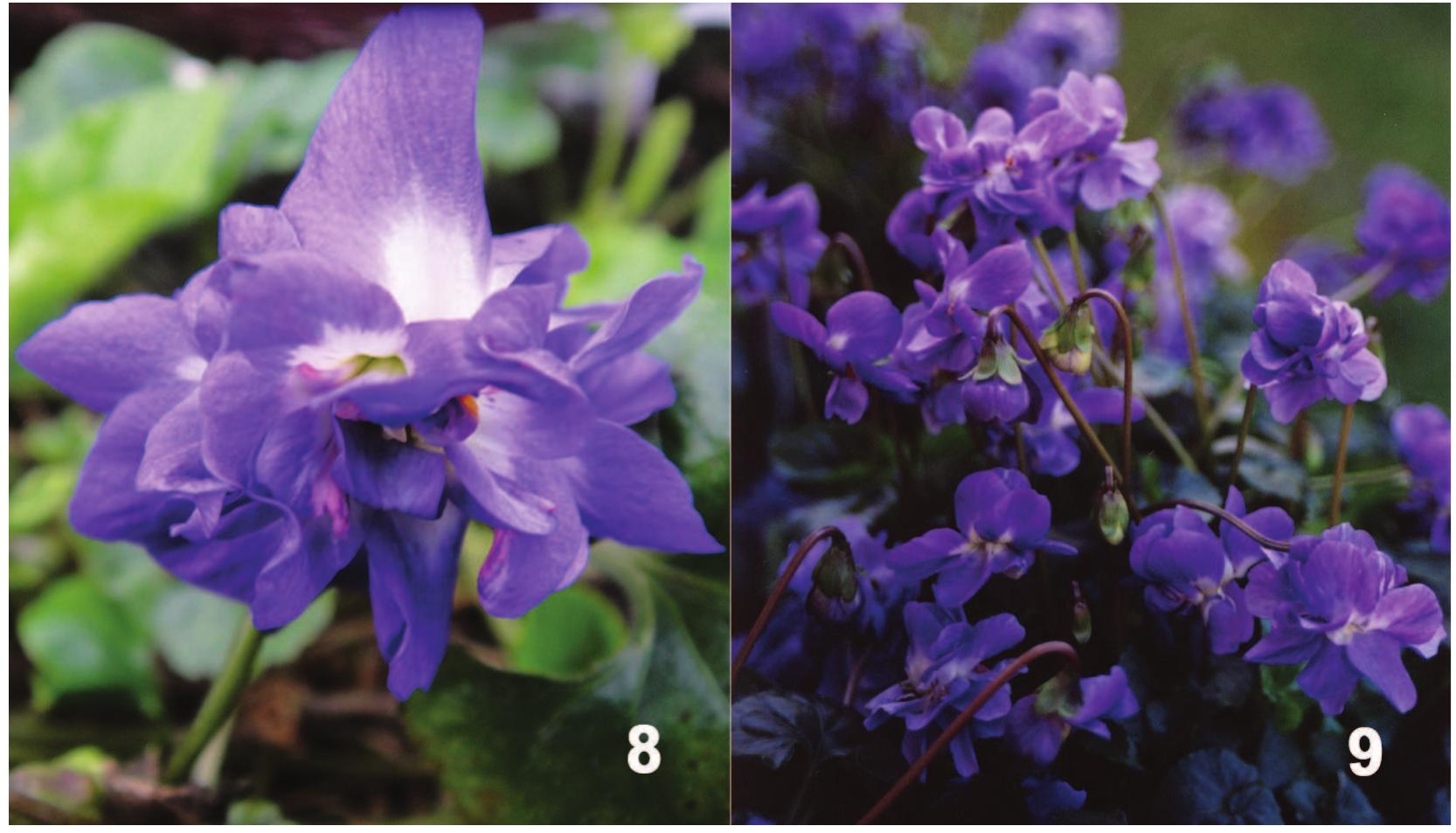 (PDF) History and Cultivation of Parma Violets (Viola, Violaceae) in ...