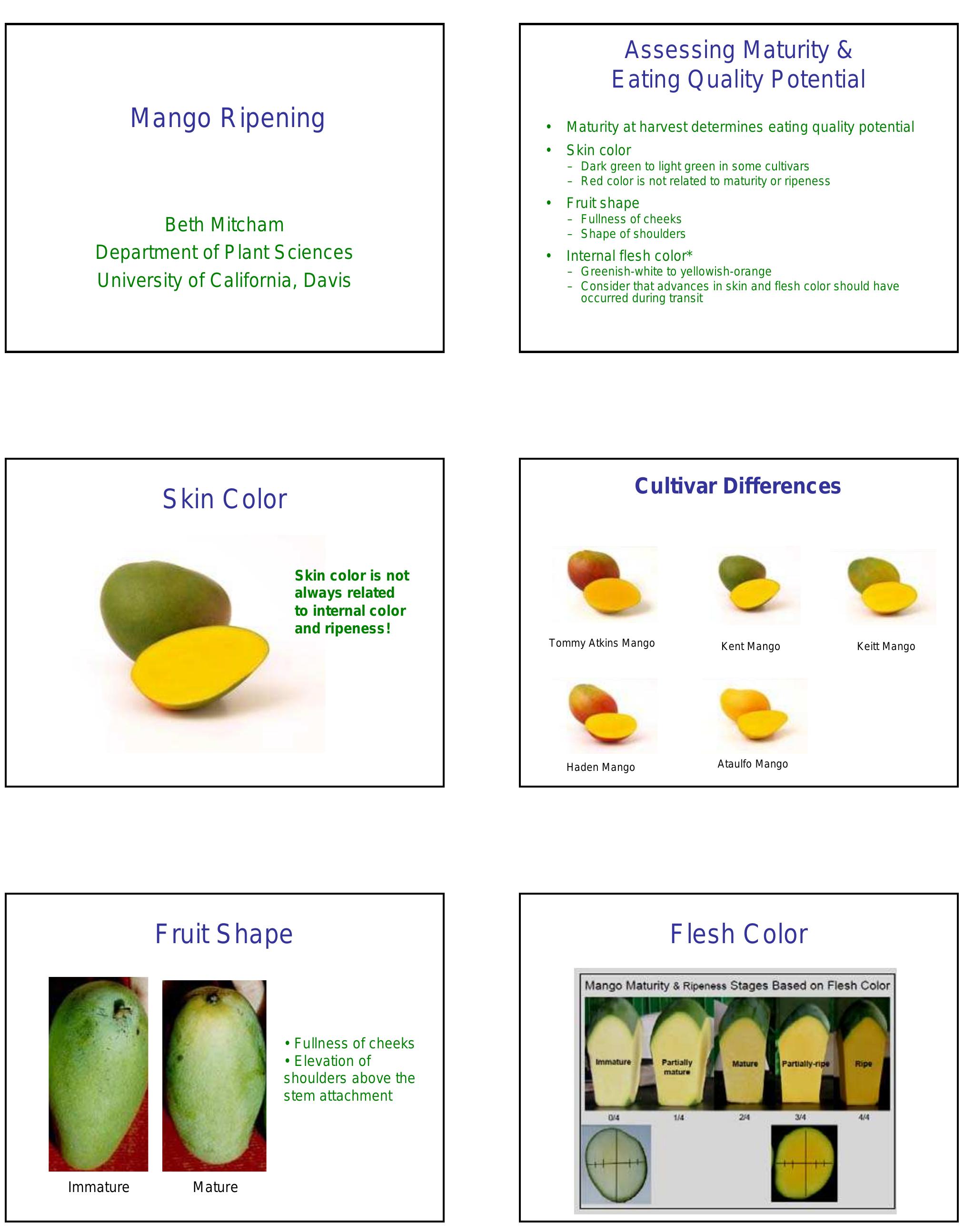 Figure 1 - Mango Ripening Assessing Maturity & Eating