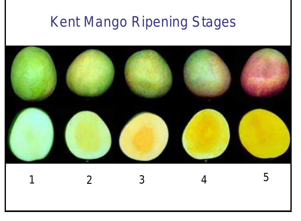 Figure 3 - Mango Ripening Assessing Maturity & Eating