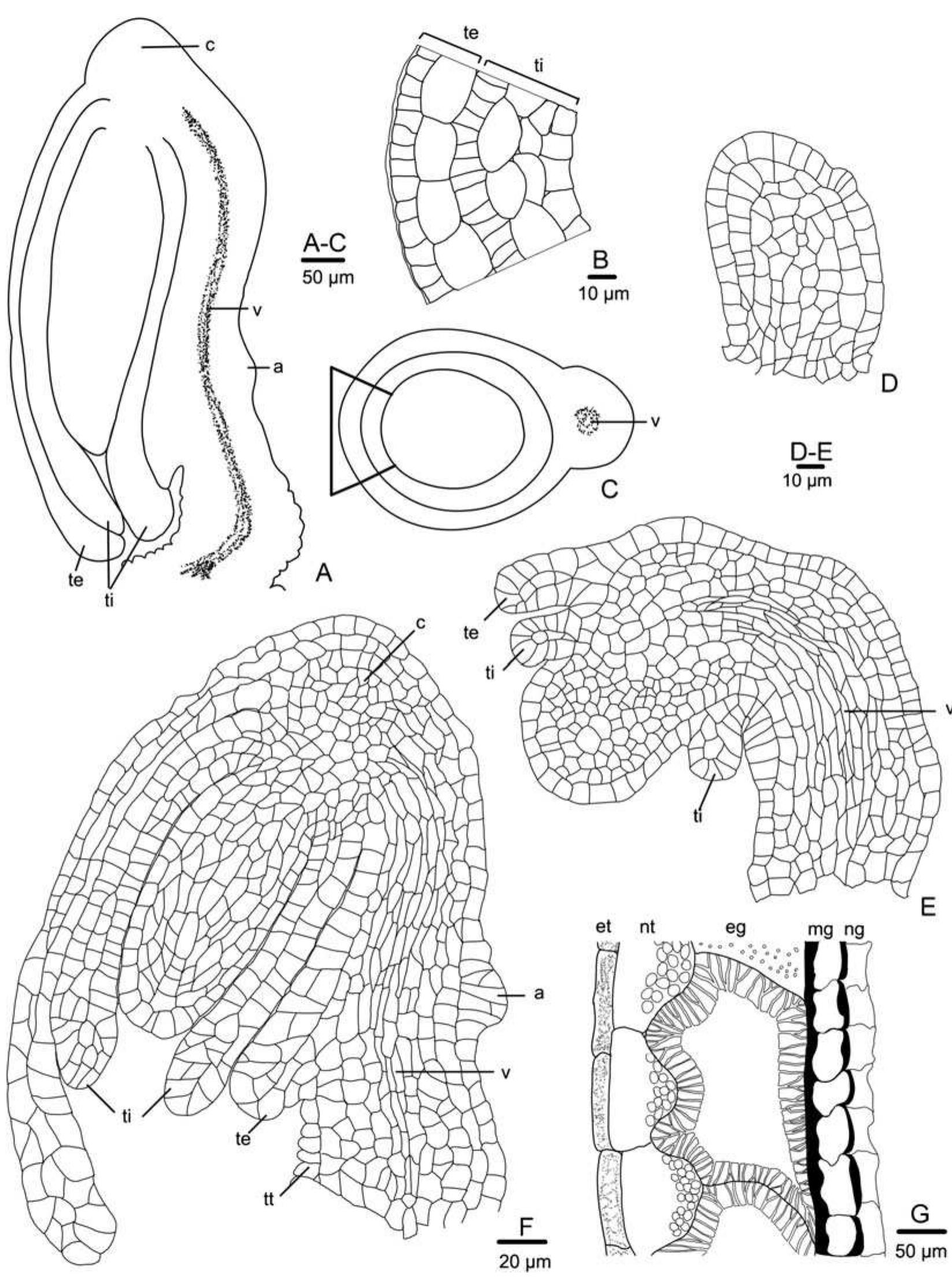 Fic. 6. diagrams of ovule and seed. a. ovule. b.