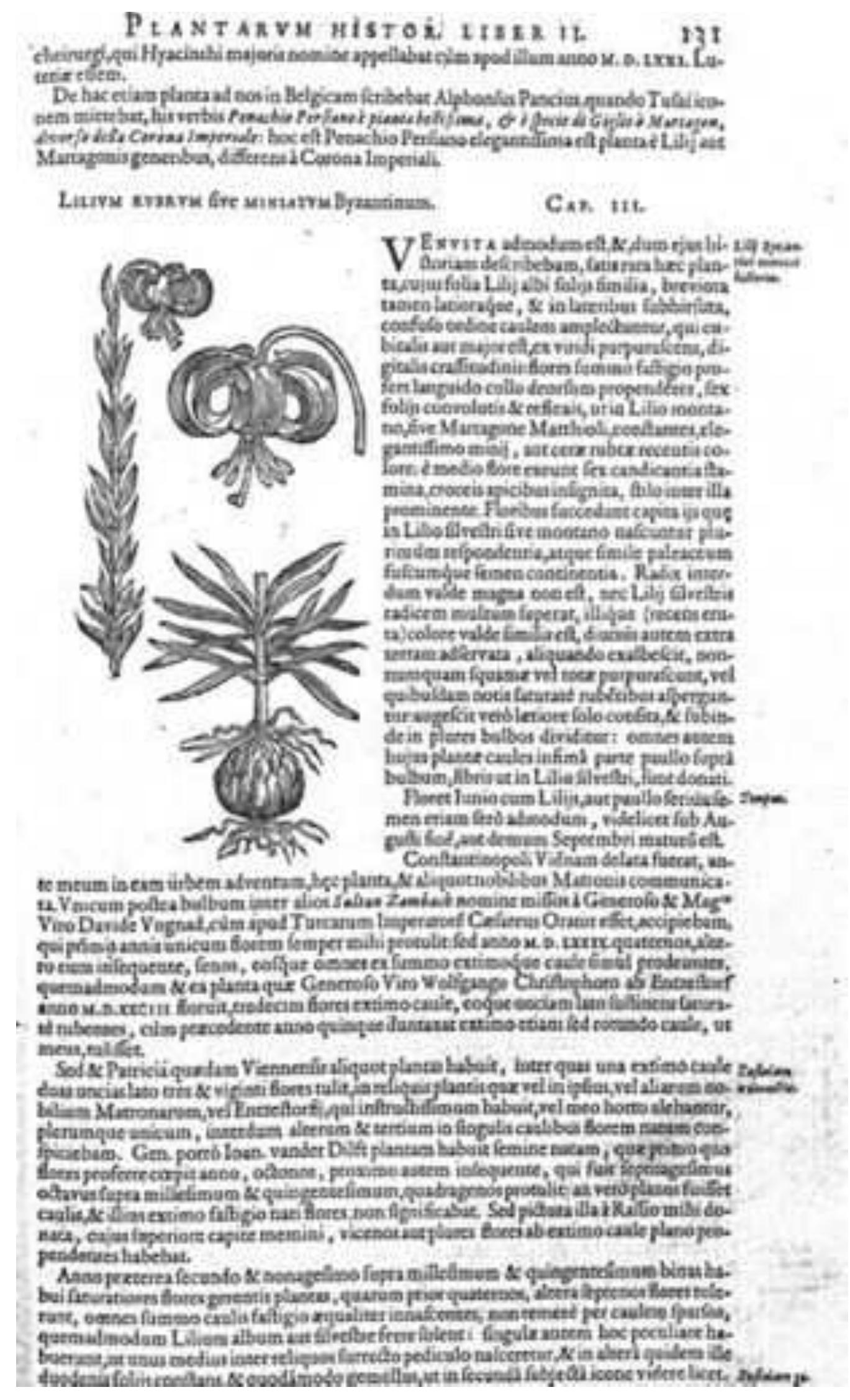 Lilium rubrum from carolus clusius (charles de ’ecluse),