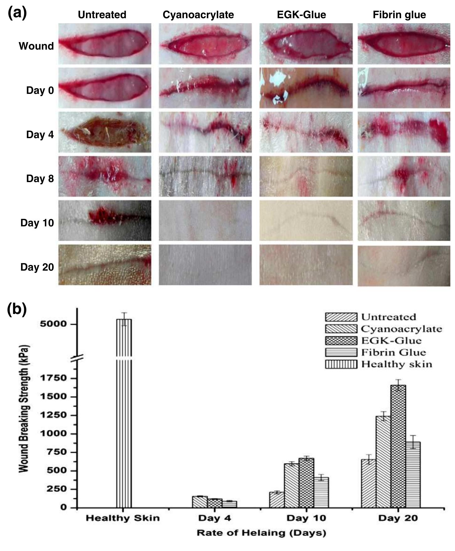 In-vivo incision wound model on albino wistar rats with