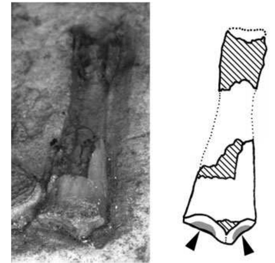 Left first digit, first phalanx shown in proximal oblique