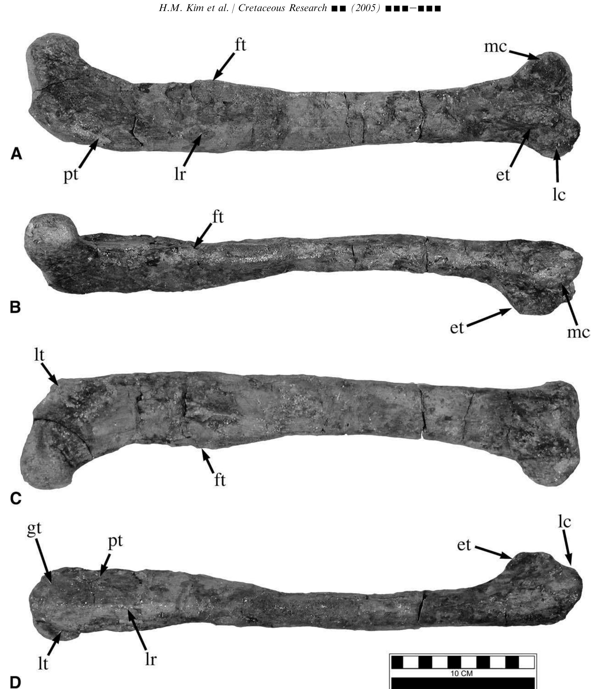 Dgbu-78 in a, posterior, b, medial, c, anterior, and d,