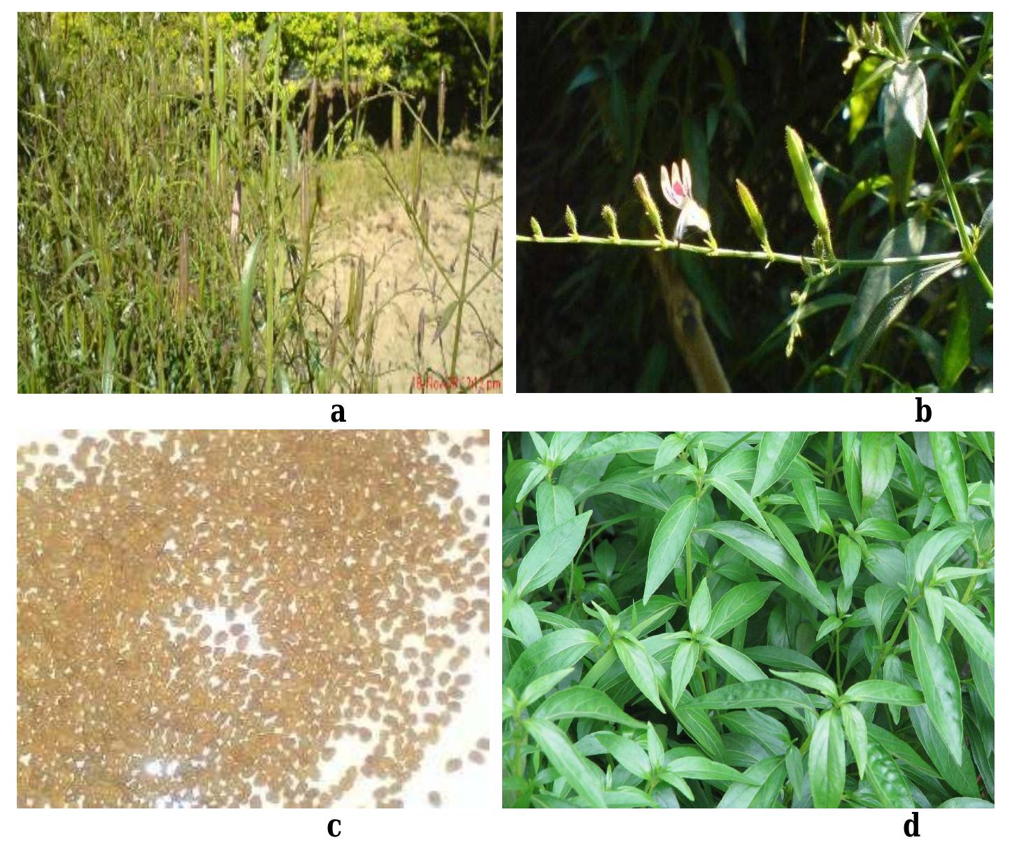 Morphology of andrographis paniculata showing a) arial parts