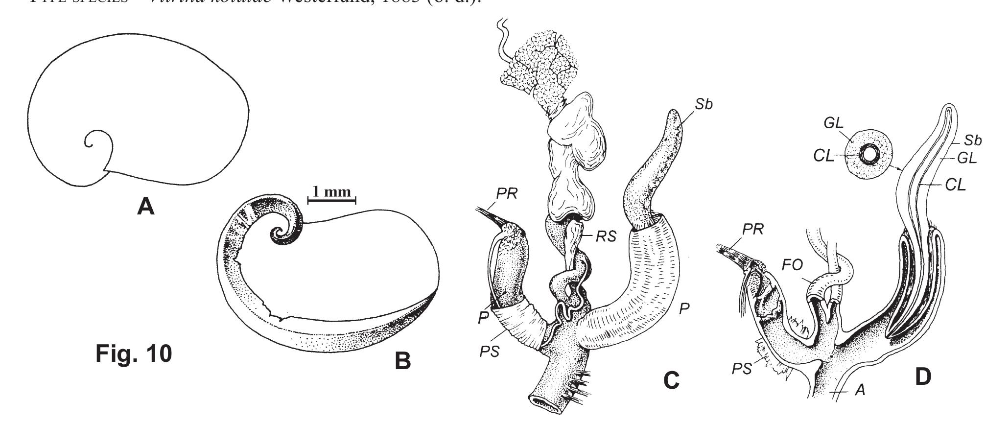 Basal wall of shell resorbed. papilla of sarcobelum without