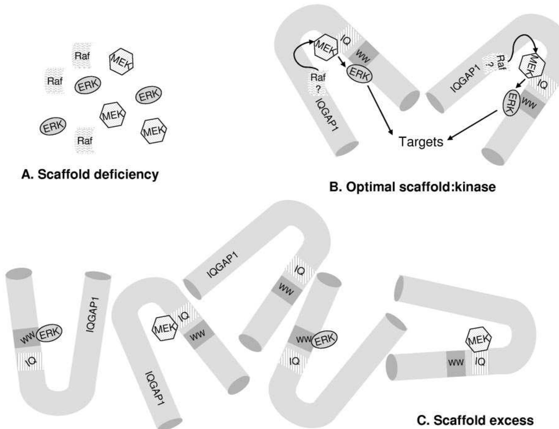 Model of iqgap1 functioning as a scaffold in the map kinase