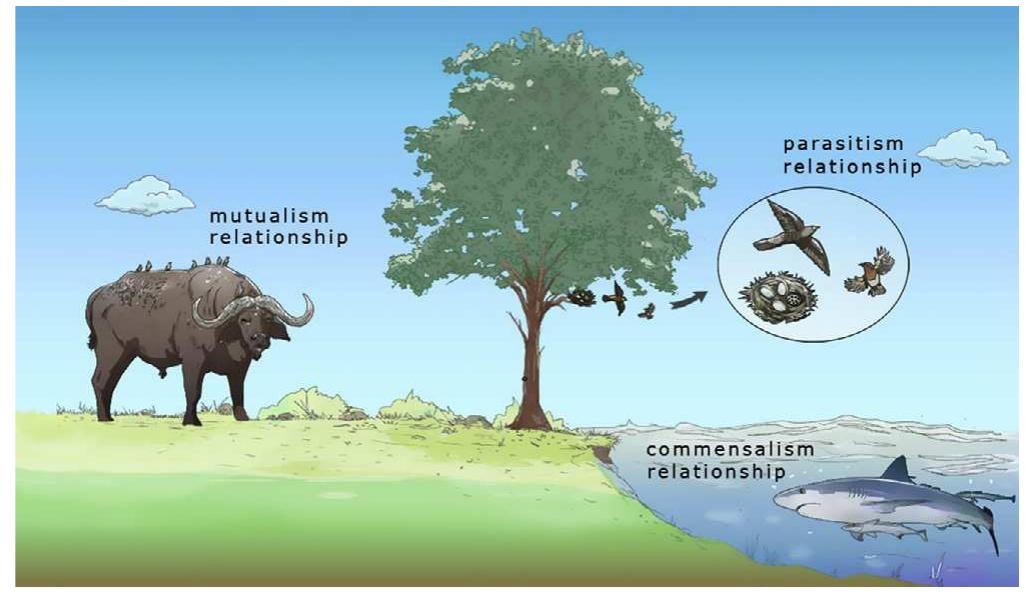 Symbiotic organisms live together in an ecosystem.
