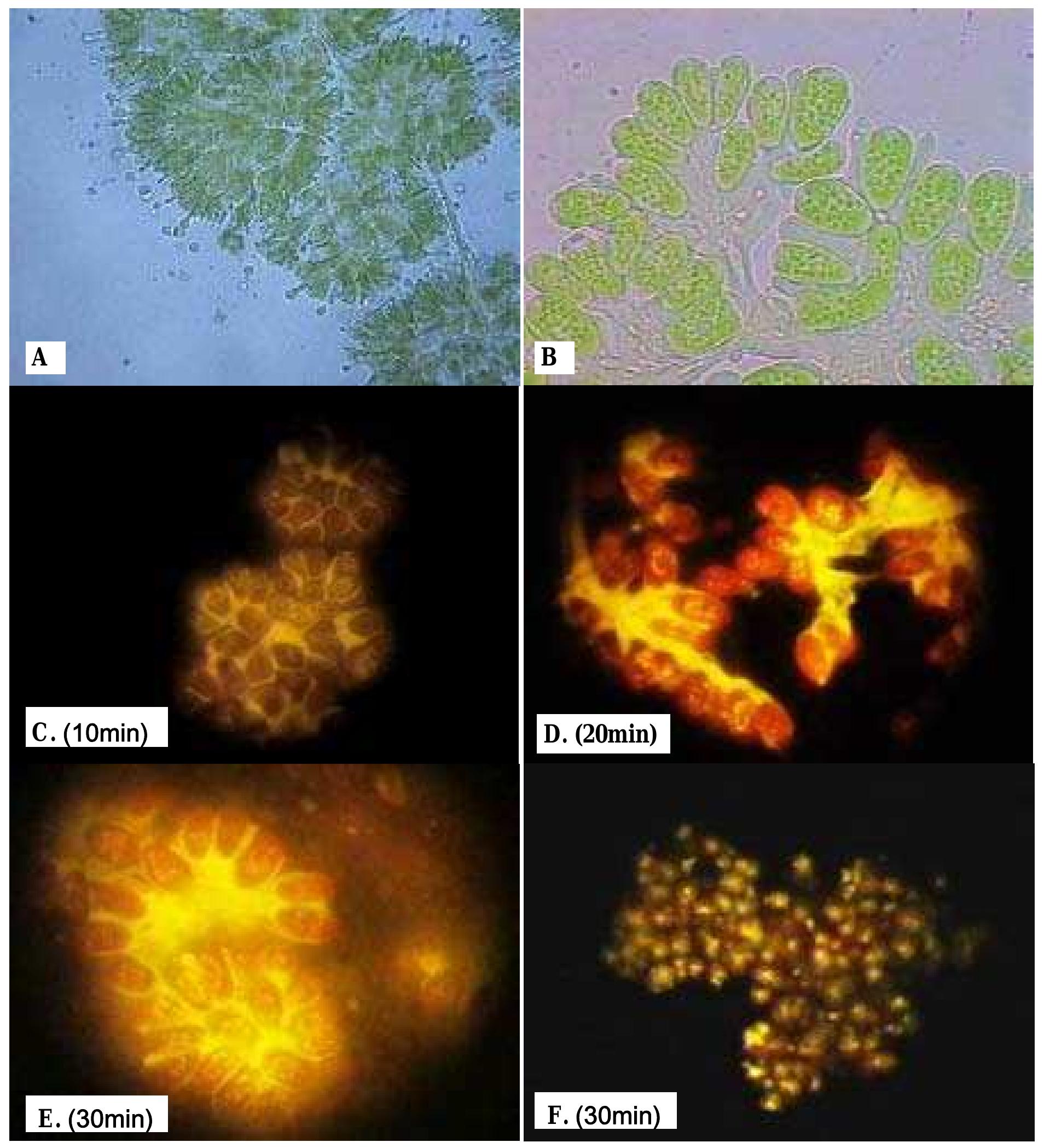 The algal microstructure of b. braunii (china strain 2). (a—