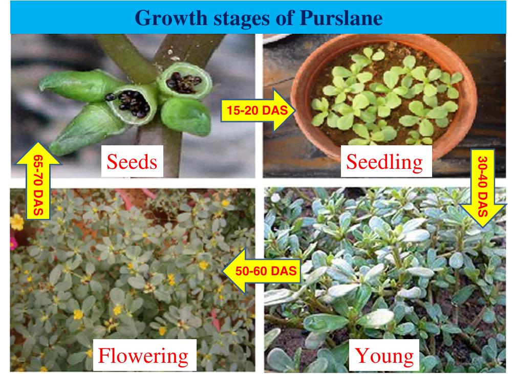 Life cycle of common purslane (portulaca oleracea l.)