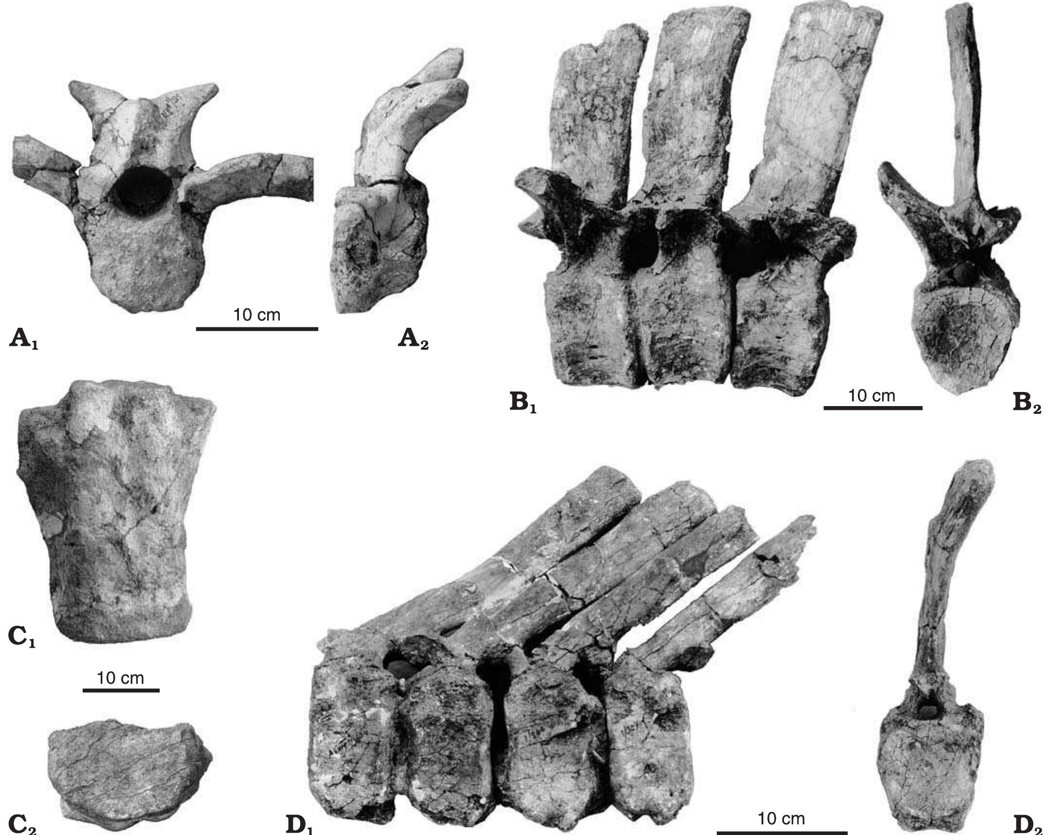Amurosaurus riabinini. a. cranial cervical vertebra (aehm