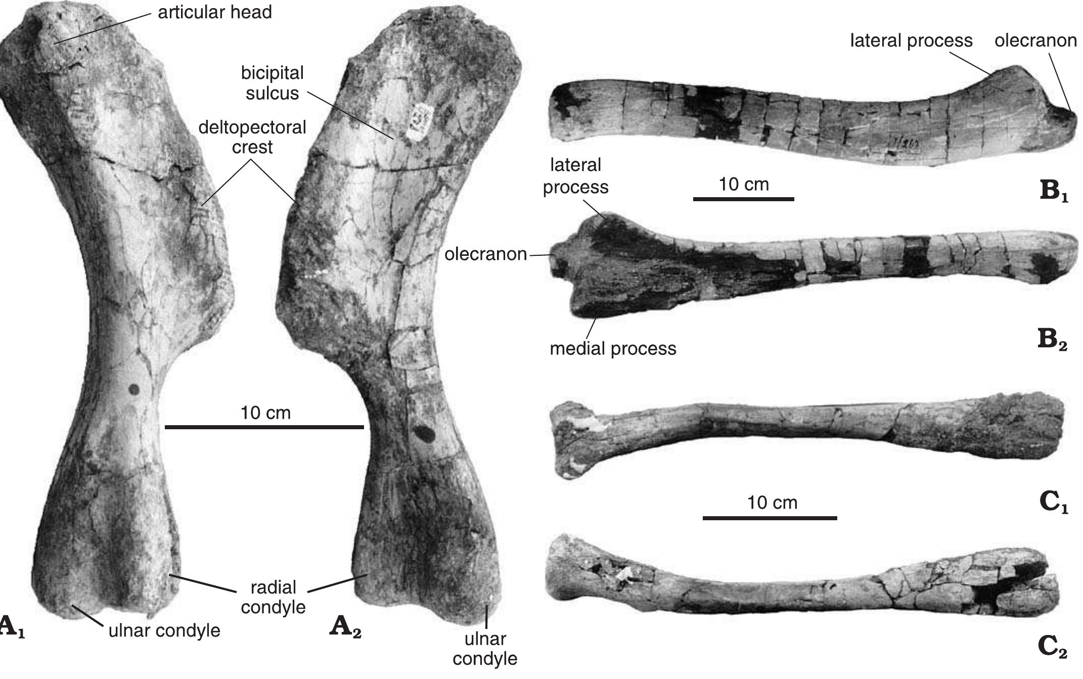 Amurosaurus riabinini. a. right humerus (aehm 1/278) in