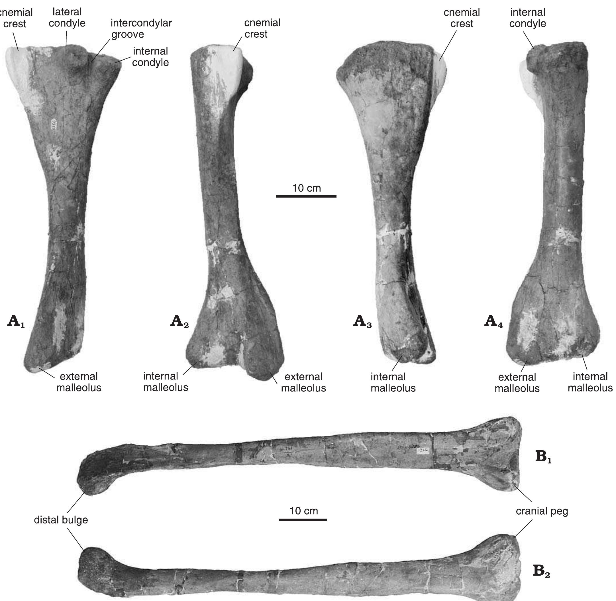 Amurosaurus riabinini. a. left tibia (aehm 1/969) in lateral