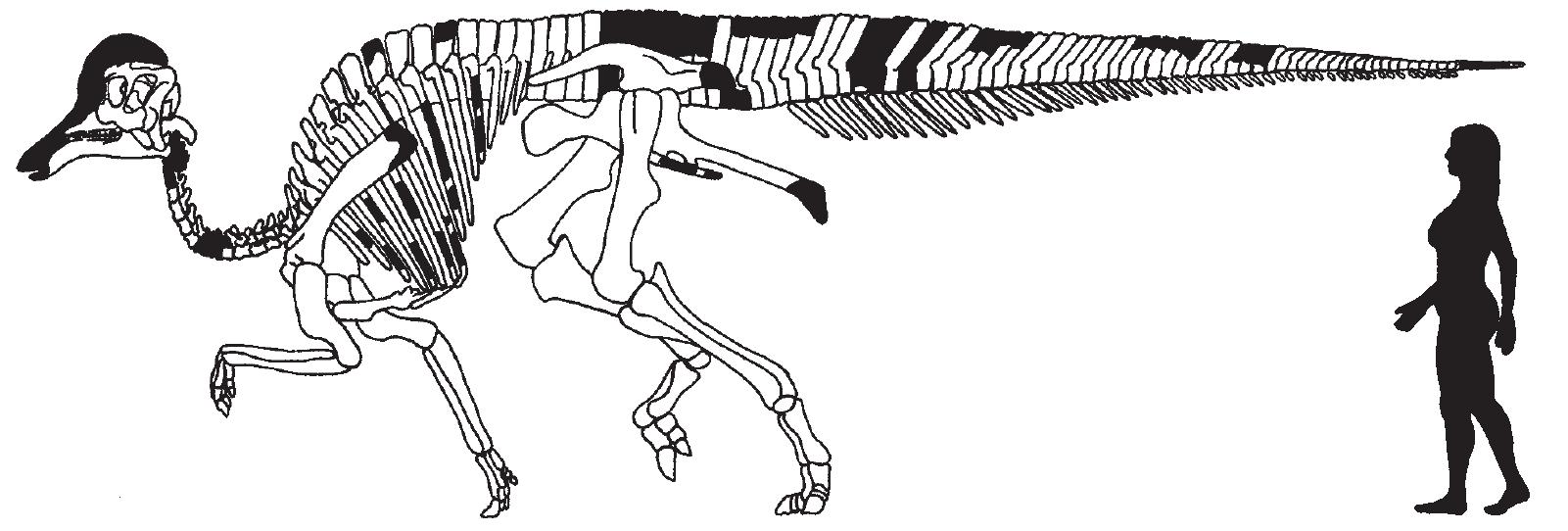 Skeletal reconstruction of amurosaurus riabinini bolotsky
