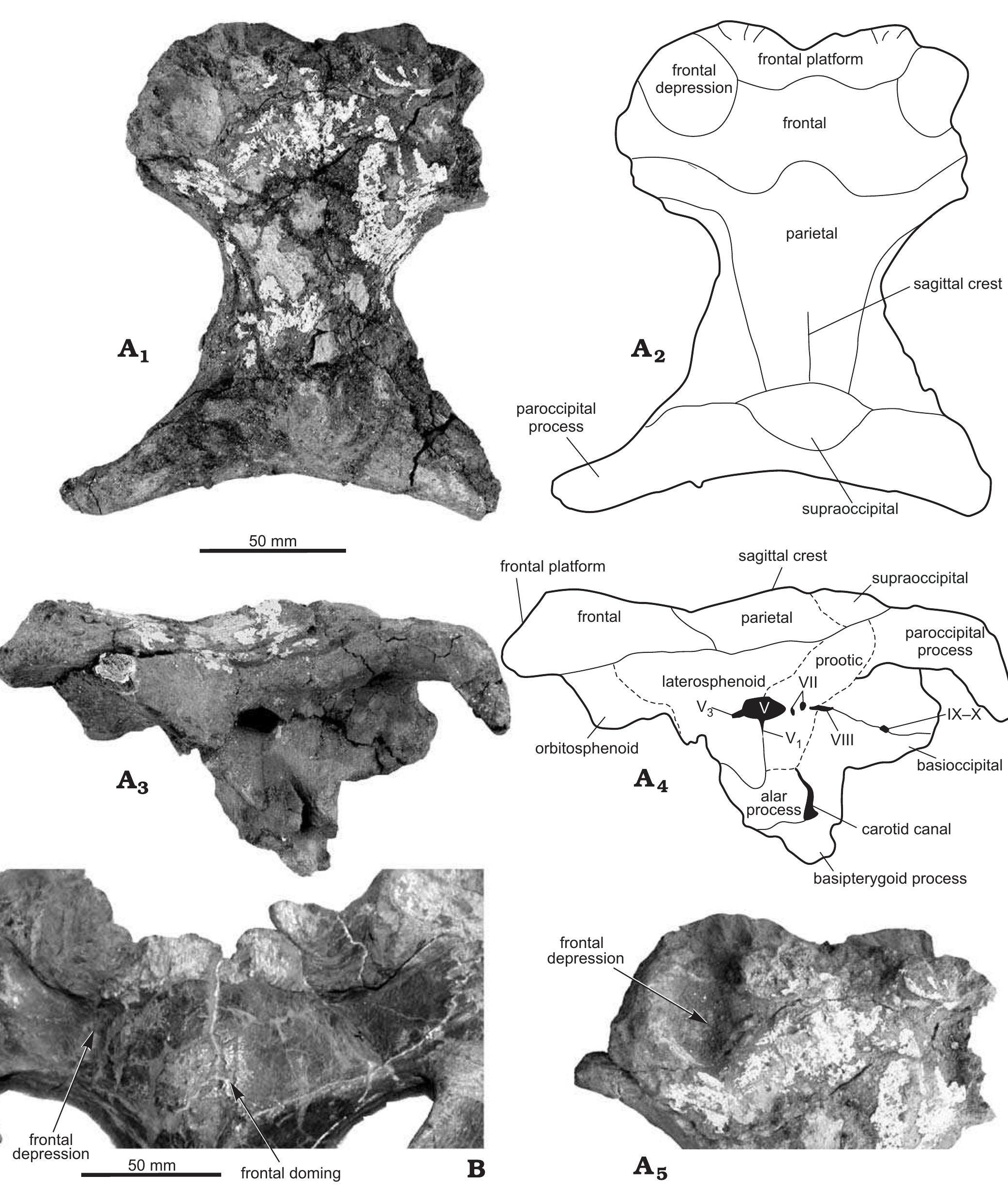 A. the hadrosaurid dinosaur sahaliyania elunchunorum gen. et