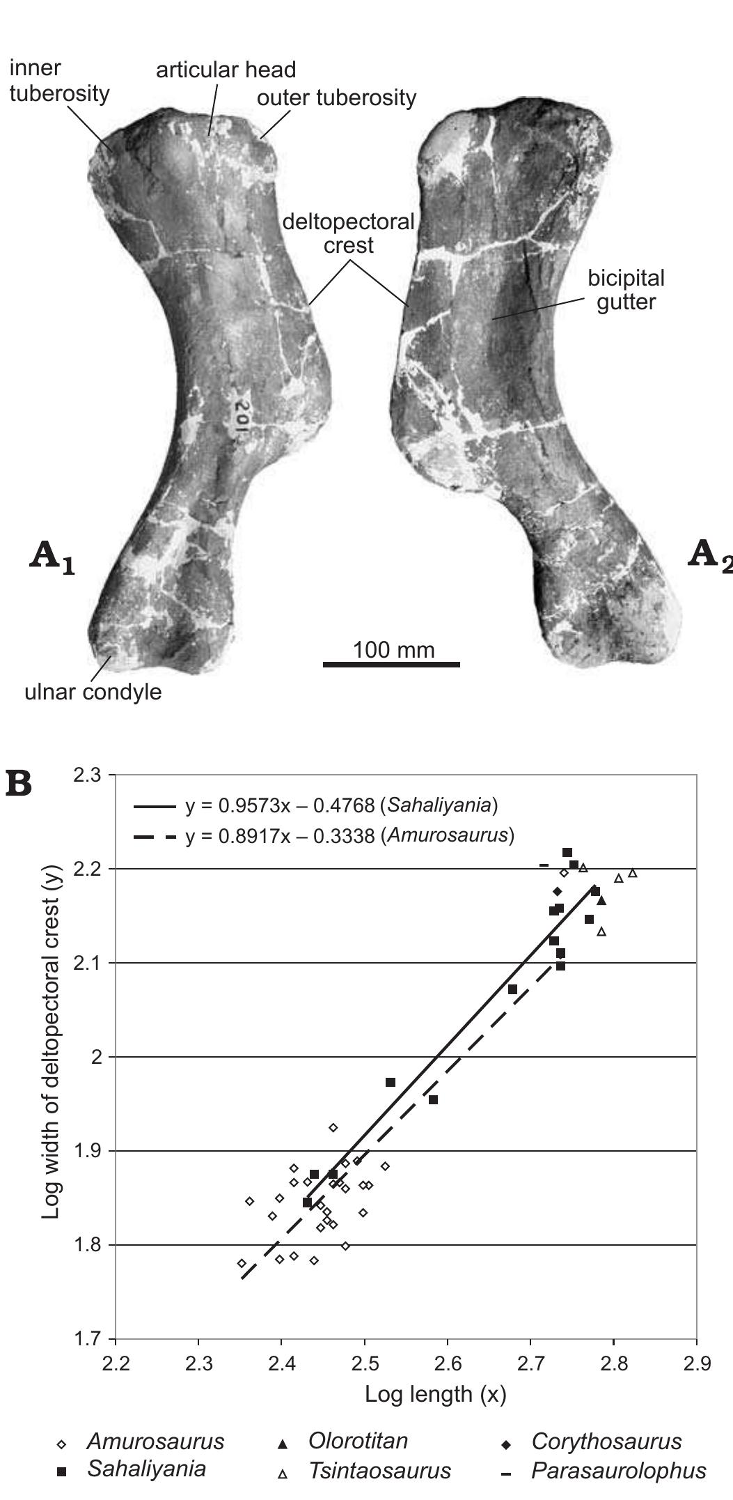 Figure 9 - New Hadrosaurid Dinosaurs From the Uppermost