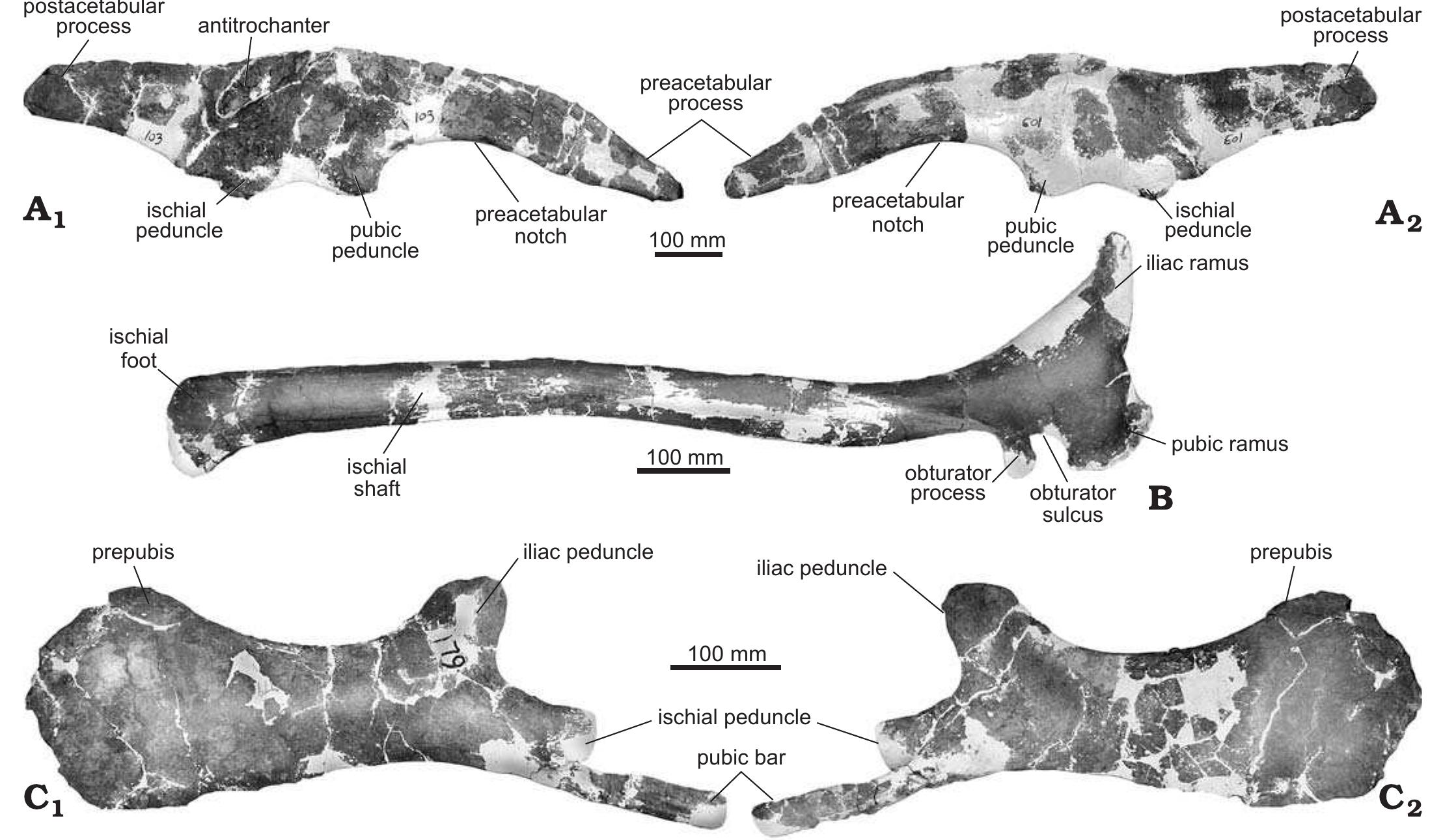 The hadrosaurid dinosaur sahaliyania elunchunorum gen. et