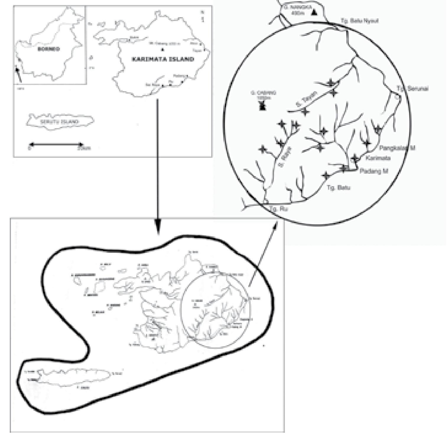 Map of karimata island and site surveyed.