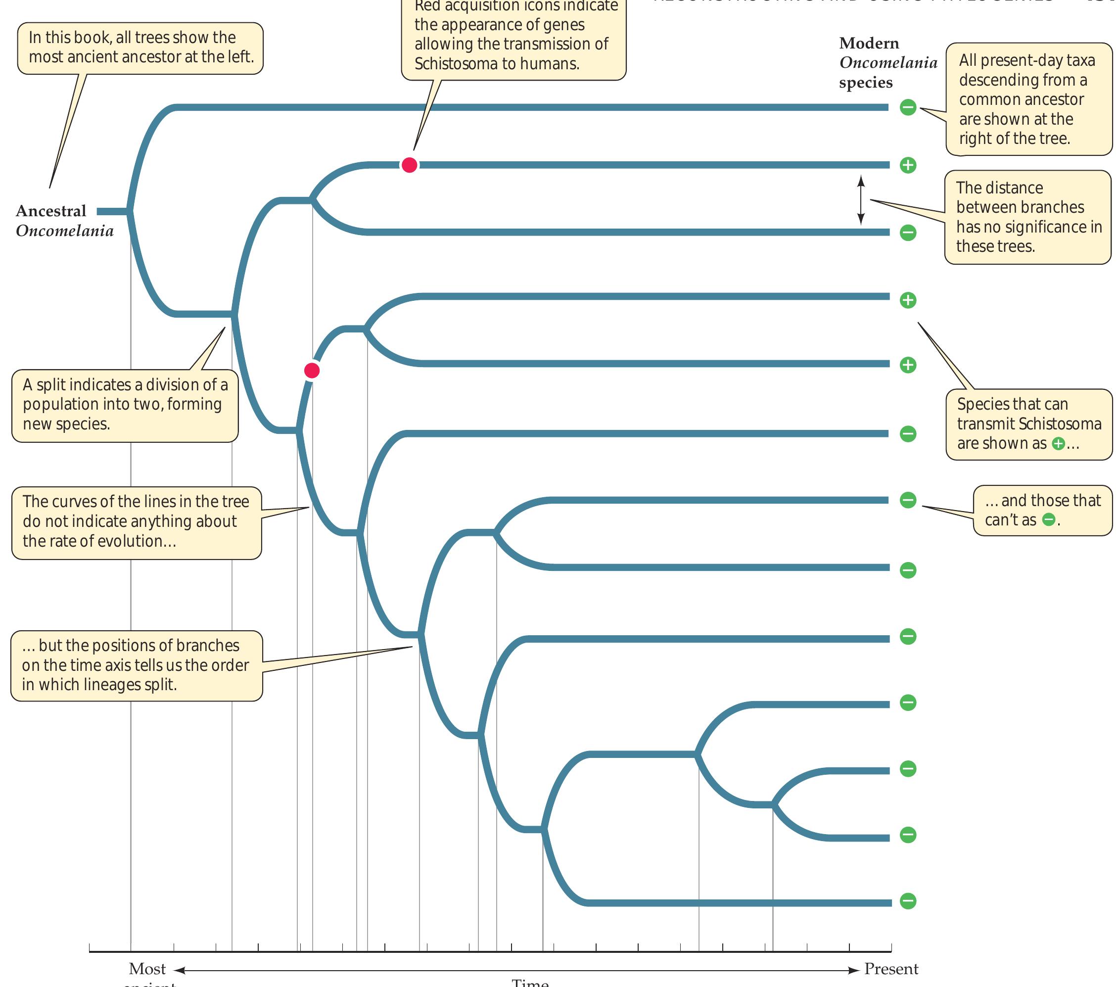 251 How To Read A Phylogenetic Tree A Phylogenetic Tree 6416