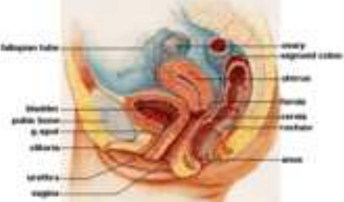 The human female reproductive system while the ultimate