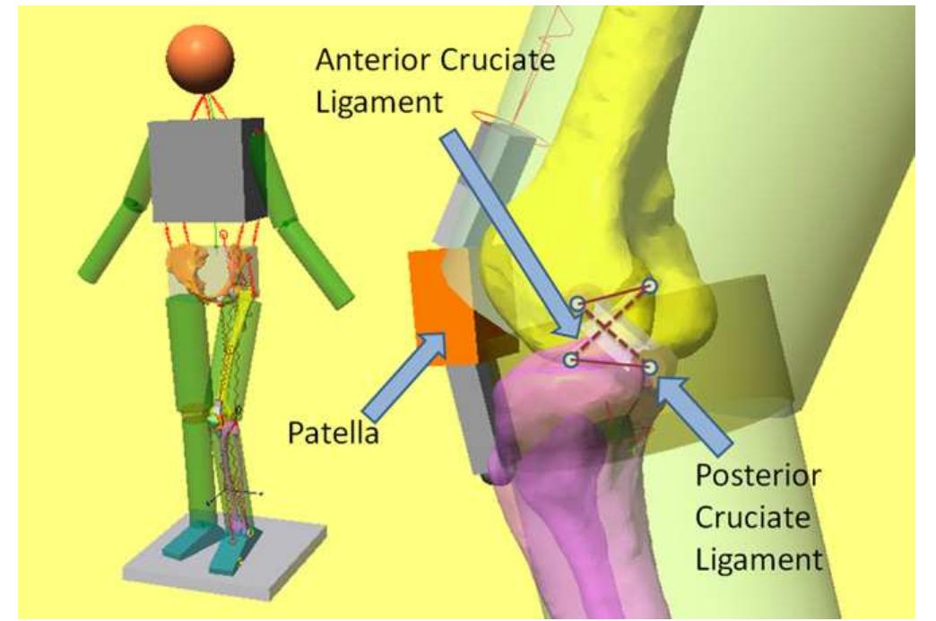 The dynamic model. the bone models of pelvis, femur, tibia,